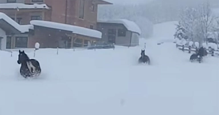 3 hester slippes ut i dyp snø for første gang – men hold nå et ekstra ...